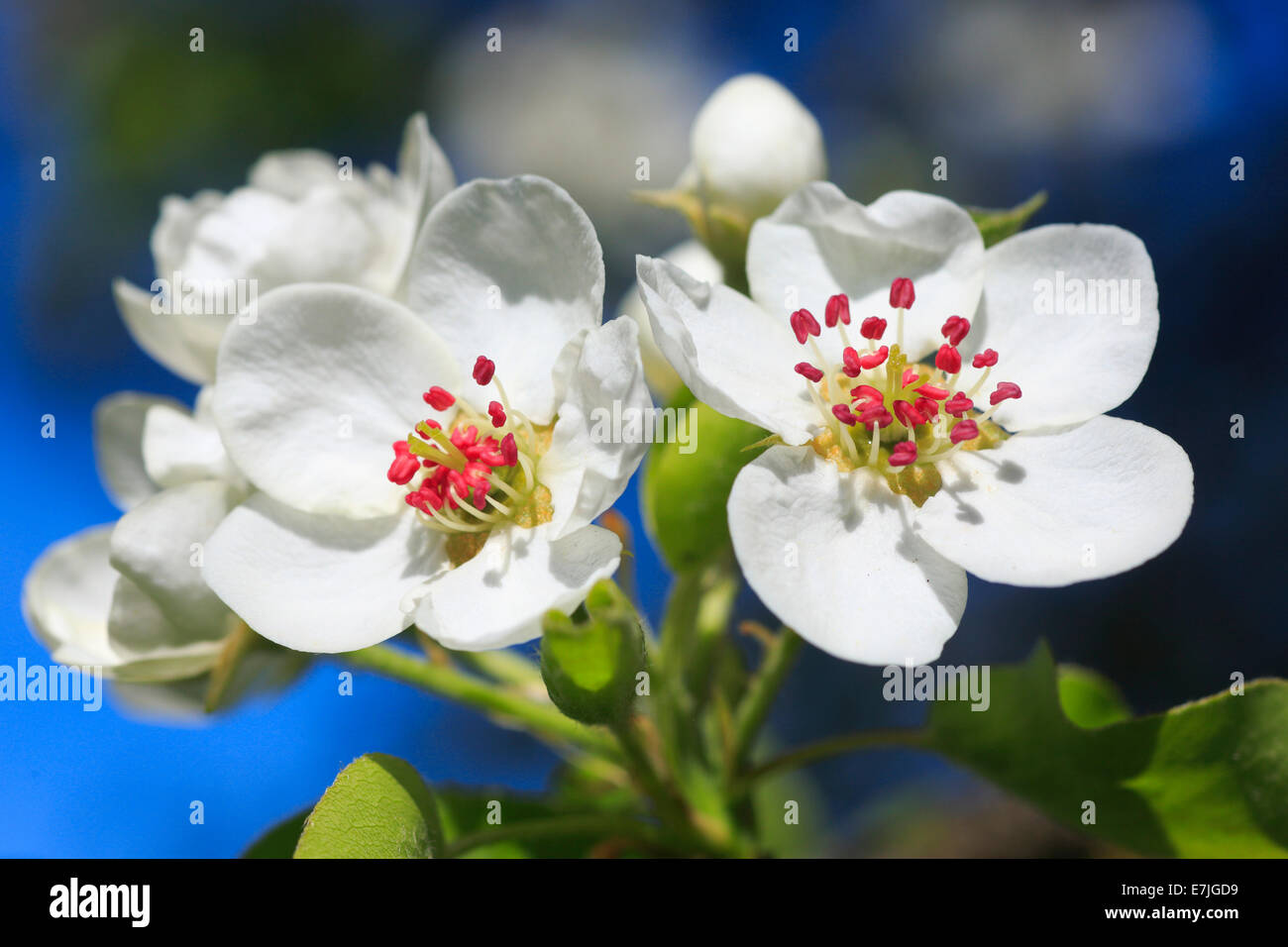 Baum birne -Fotos und -Bildmaterial in hoher Auflösung – Alamy