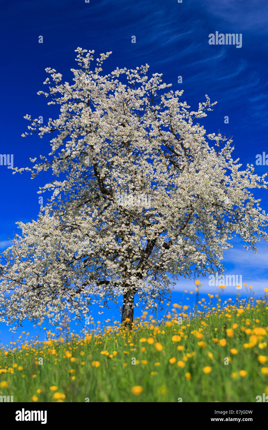 Agrar-, Baum, Birnbaum, Birne, blühen, gedeihen, Blütenpracht, Feld ...