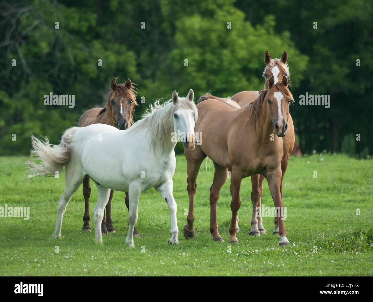 Heimischen Herde von verschiedenen Pferderassen Stockfotografie - Alamy