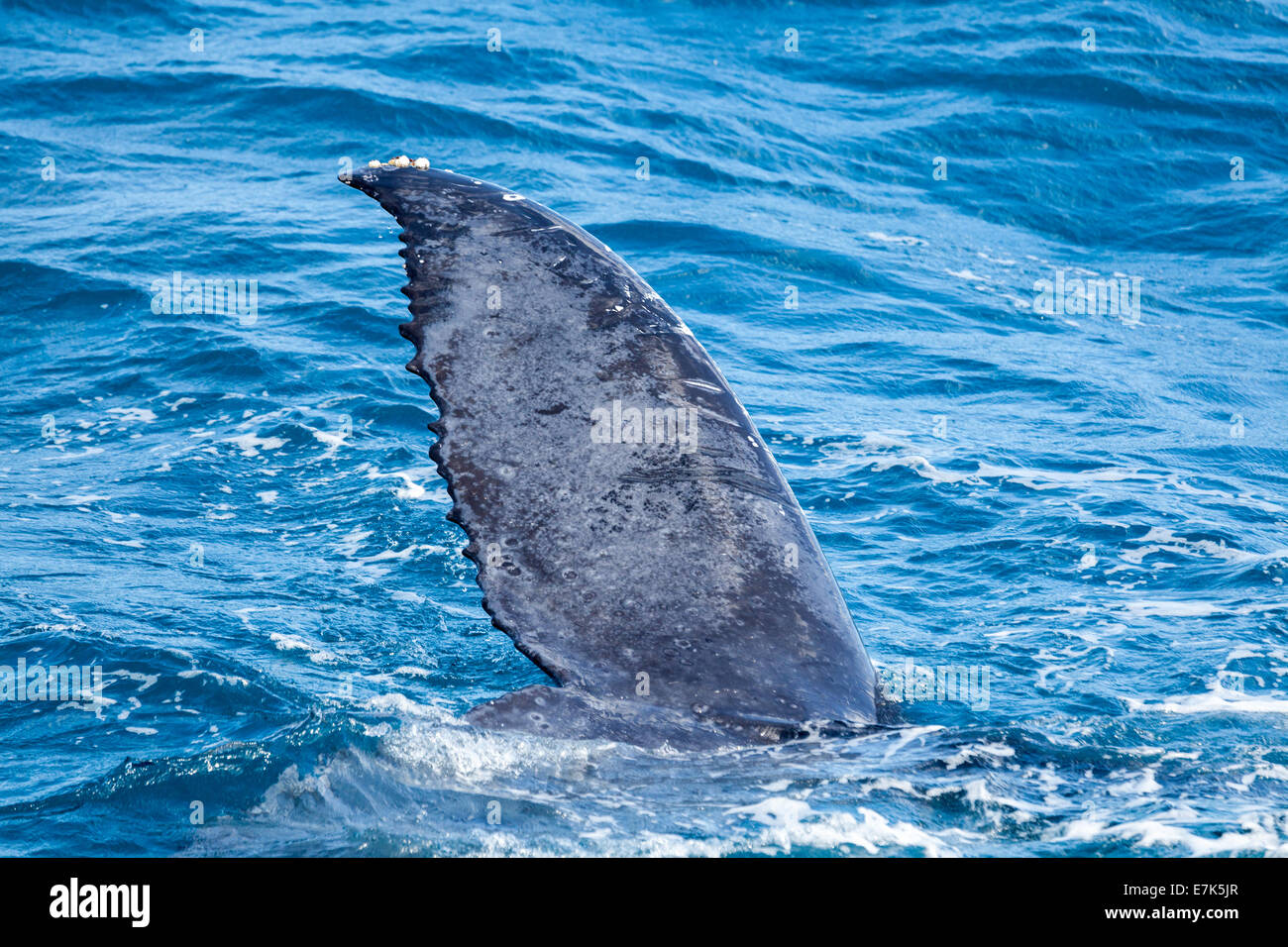 Snout Of Whale Stockfotos und -bilder Kaufen - Alamy