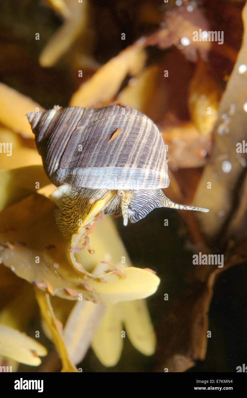 Littorina armoricana -Fotos und -Bildmaterial in hoher Auflösung – Alamy