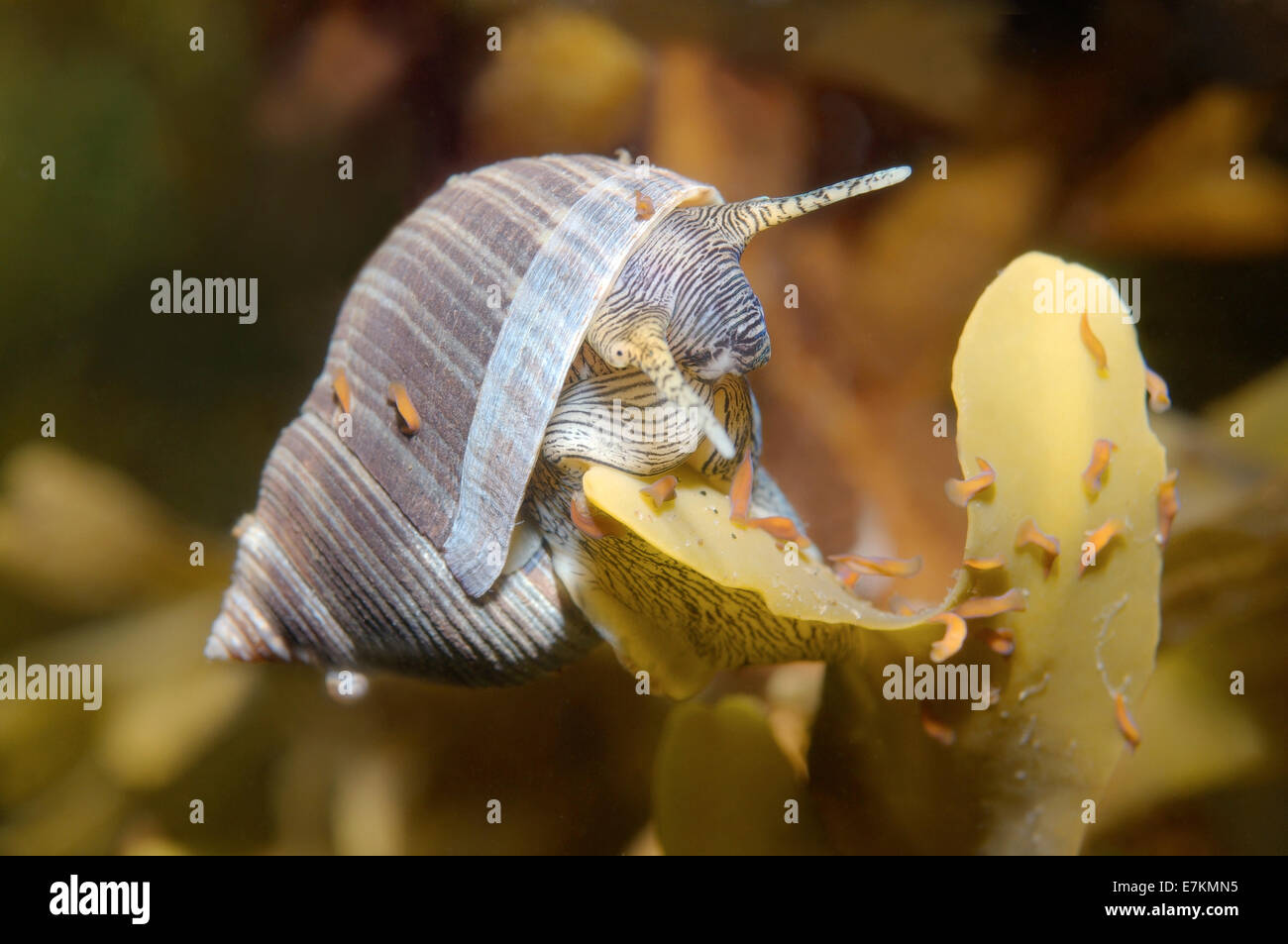 Littorina armoricana -Fotos und -Bildmaterial in hoher Auflösung – Alamy