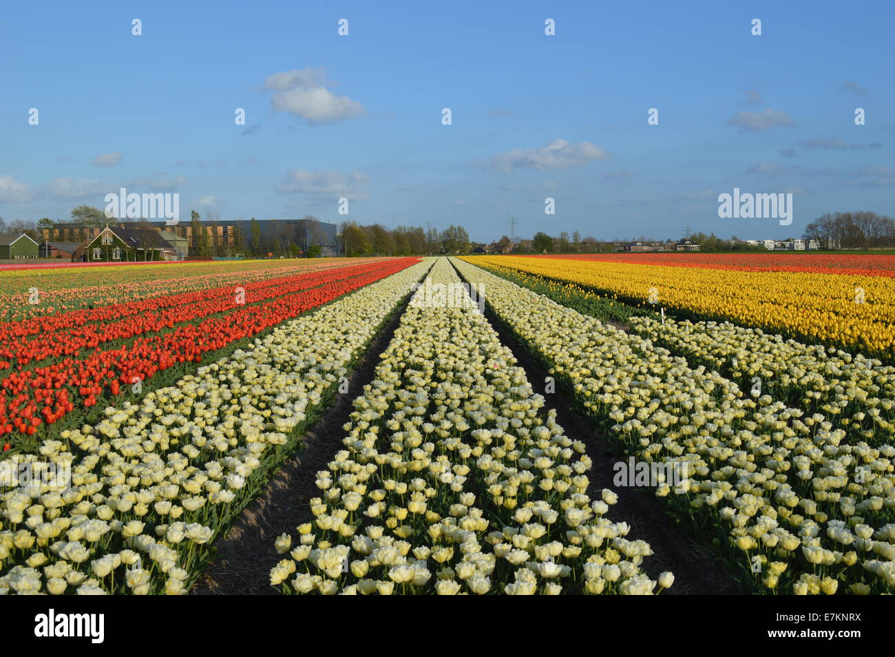 Tulpenfelder in holland -Fotos und -Bildmaterial in hoher Auflösung – Alamy