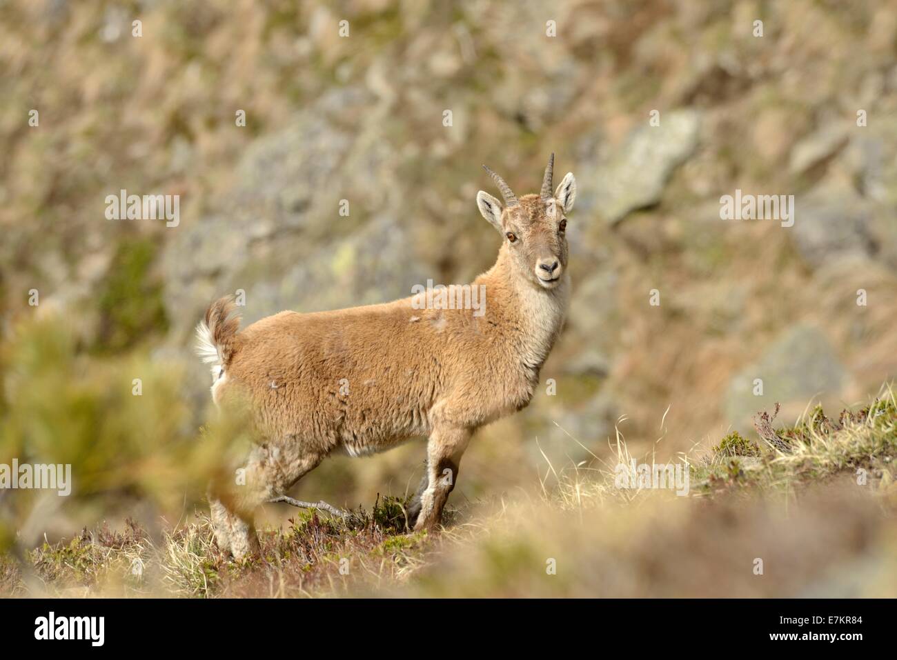 Alpensteinbock (Capra Ibex), Weiblich, Munt Baselgia, Zernez ...