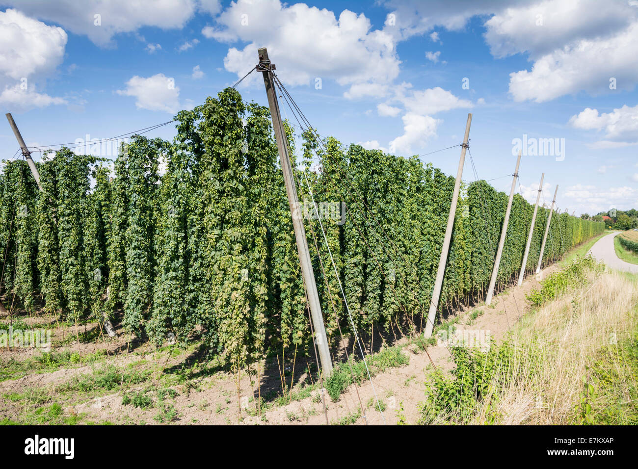 Hopfenanbau in einem Hop Garten in Bayern Stockfotografie - Alamy