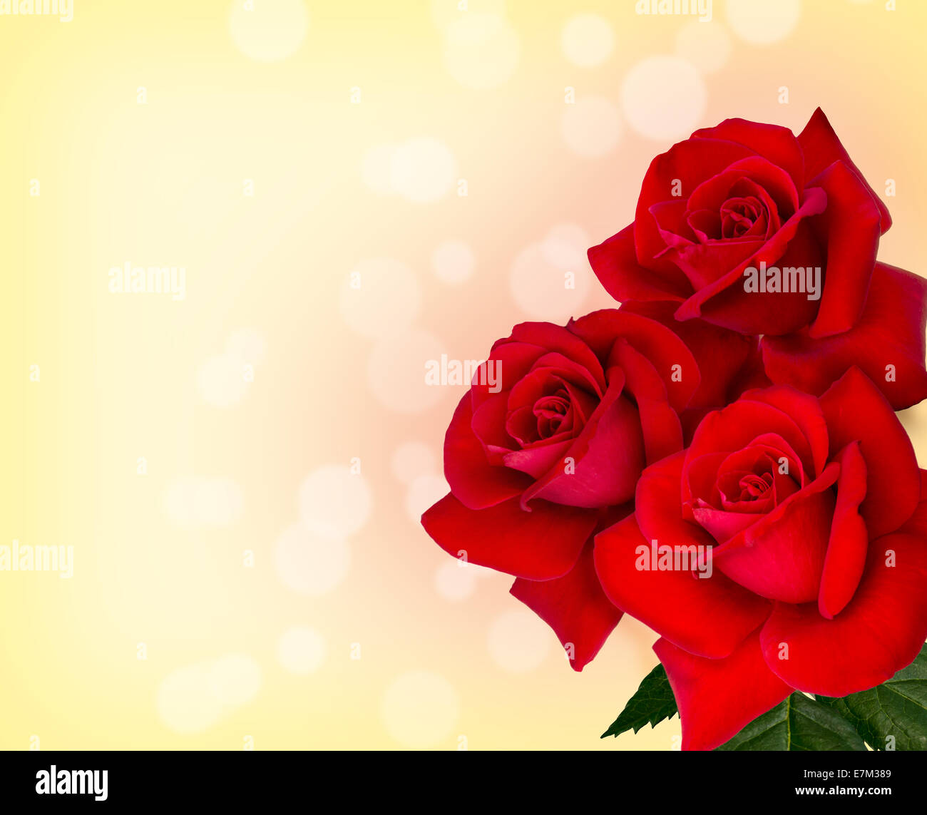 Drei rosen gelb -Fotos und -Bildmaterial in hoher Auflösung – Alamy