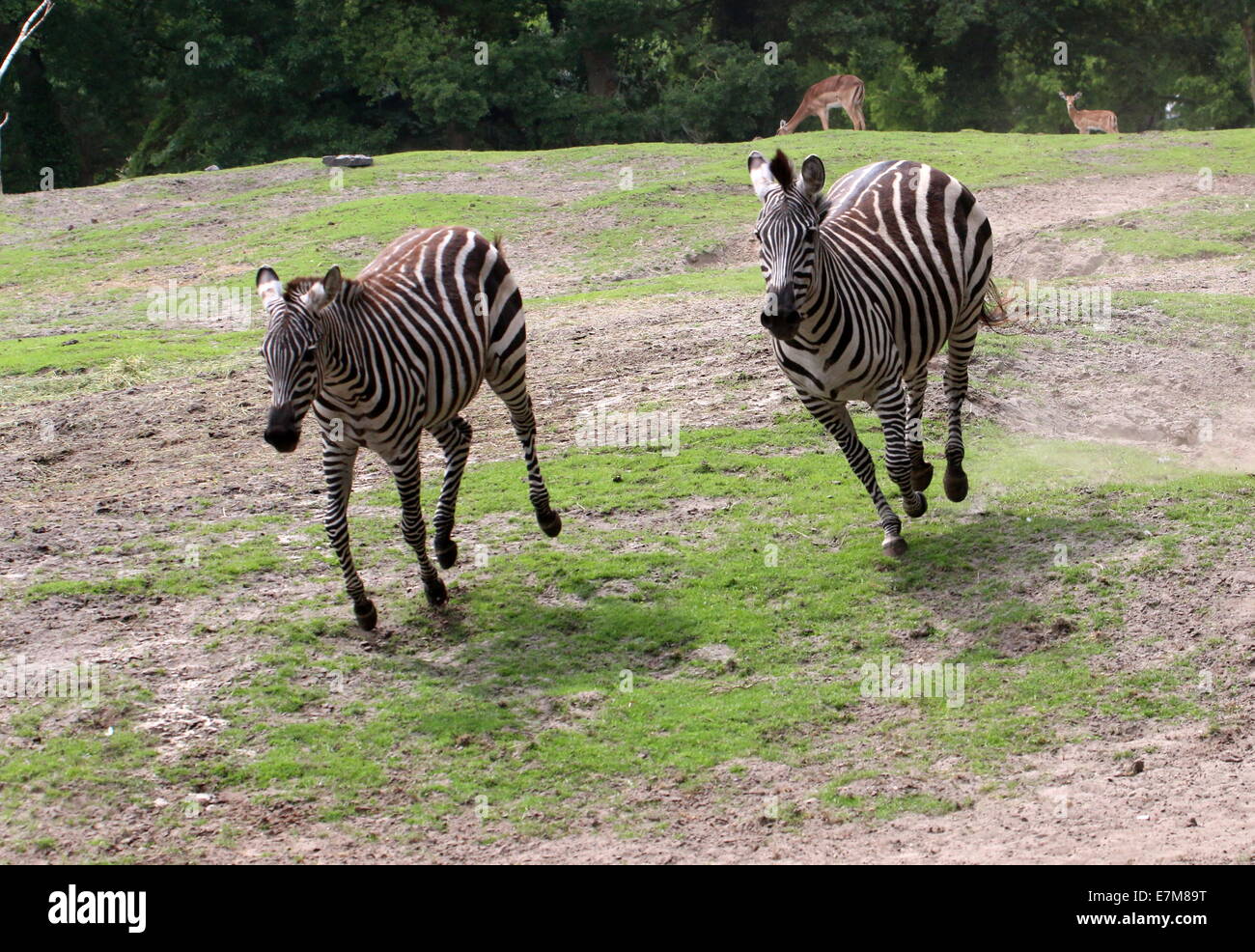 Böhm zebras -Fotos und -Bildmaterial in hoher Auflösung – Alamy