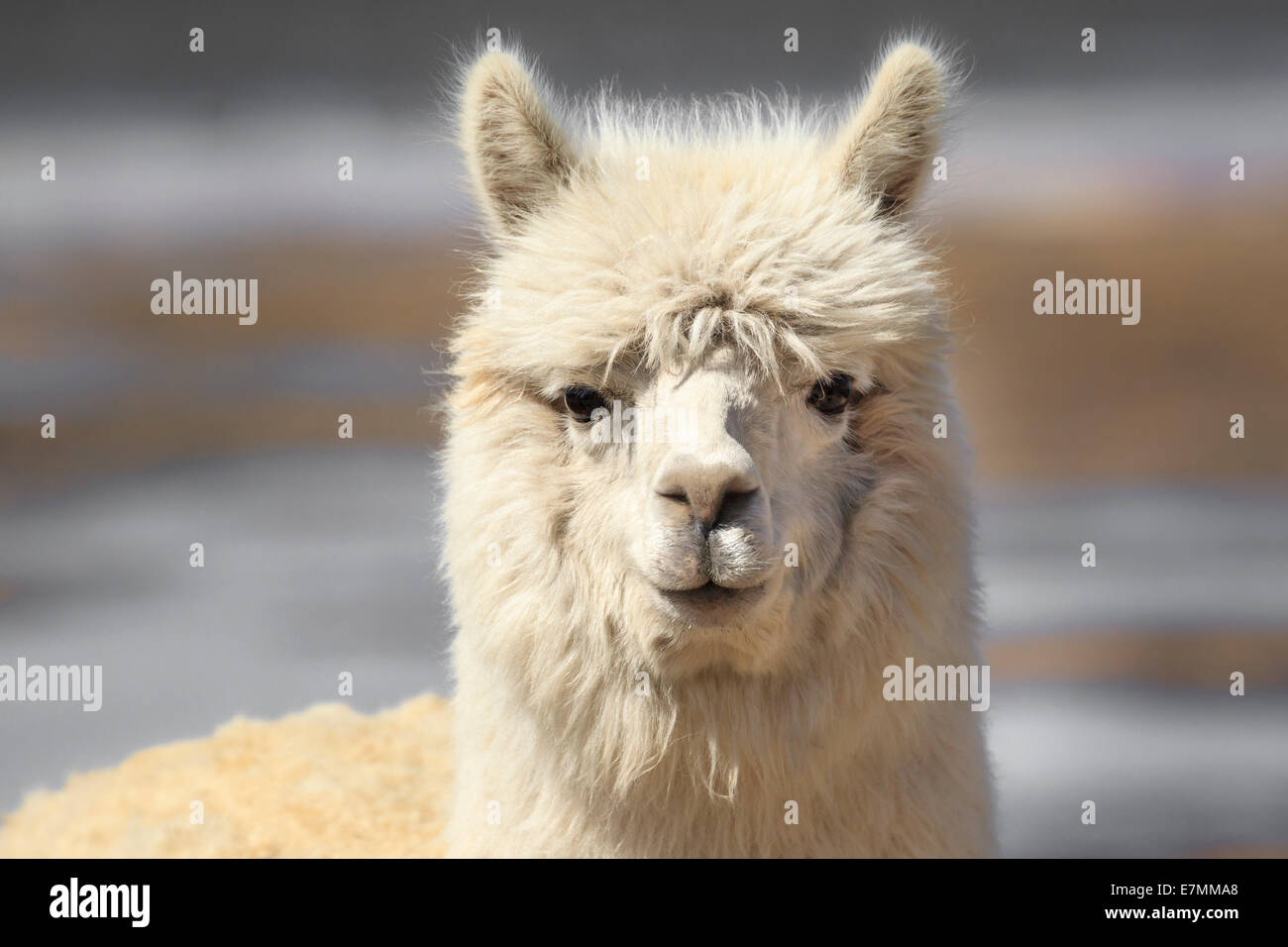 White lama -Fotos und -Bildmaterial in hoher Auflösung – Alamy