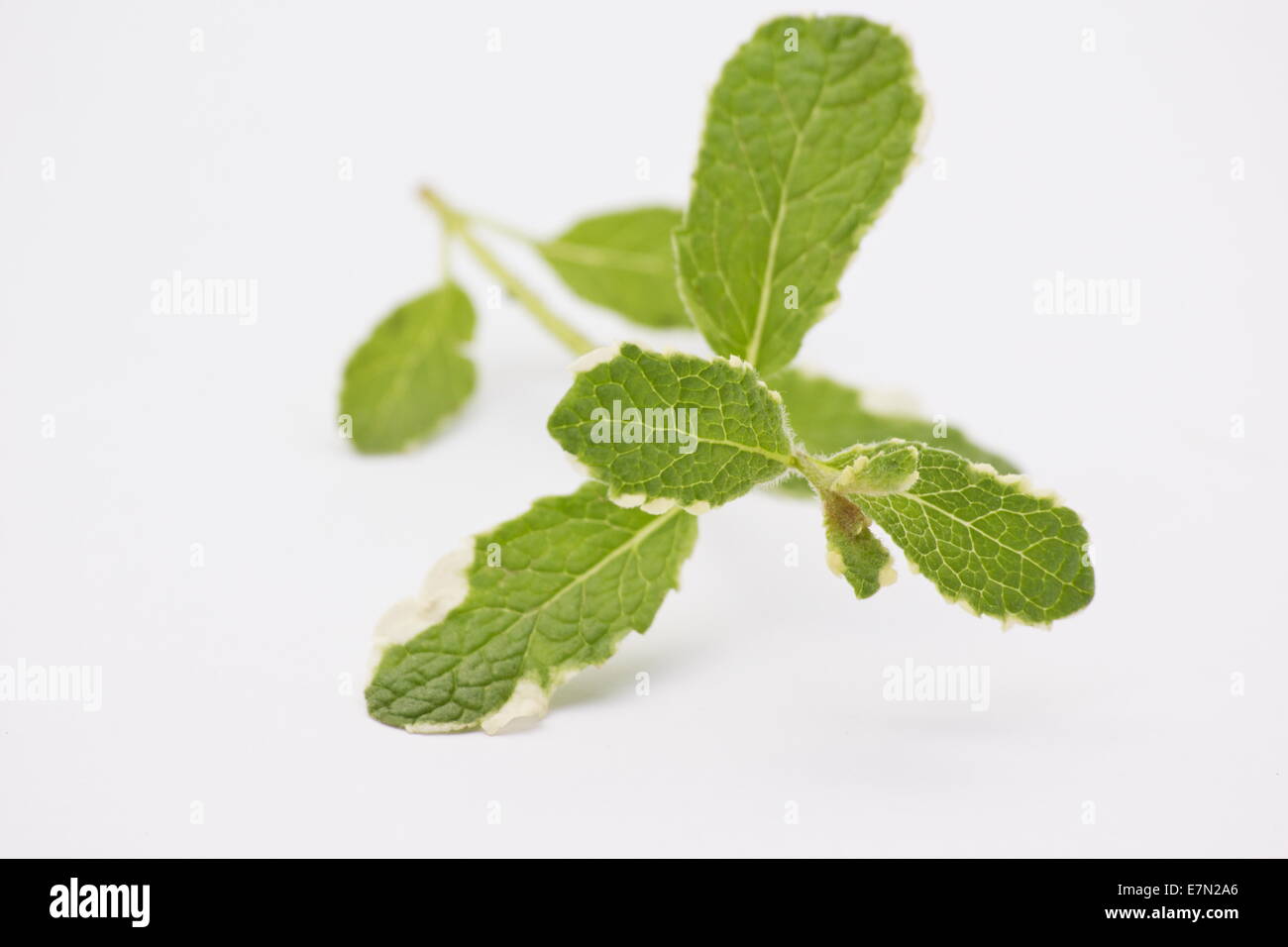 Mentha Suaveolens Variegata Ananas Minze Stockfotografie - Alamy