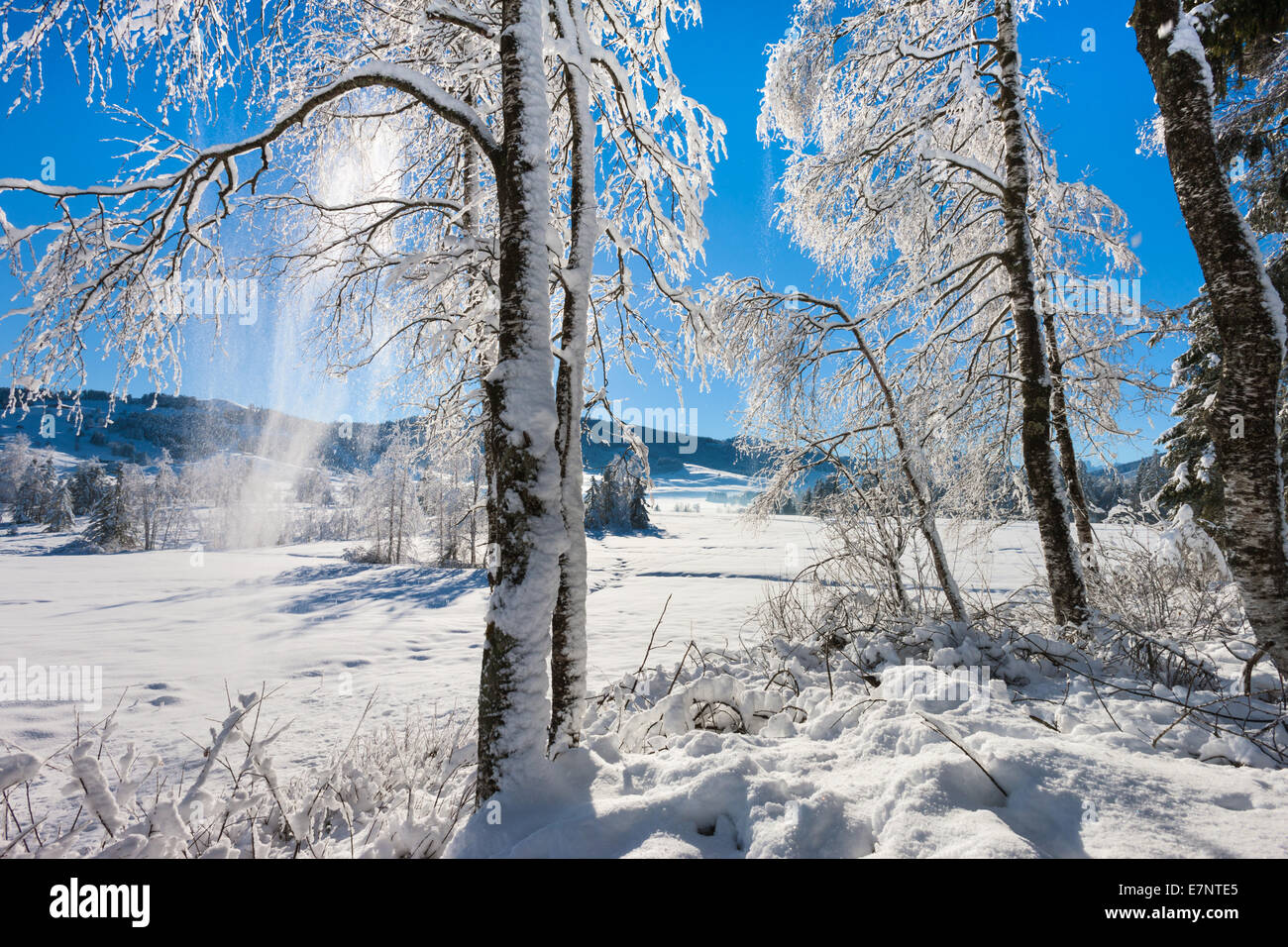 Moor, Heide, Rothenthurm, Schweiz, Europa, Kanton Schwyz, sumpfigen ...