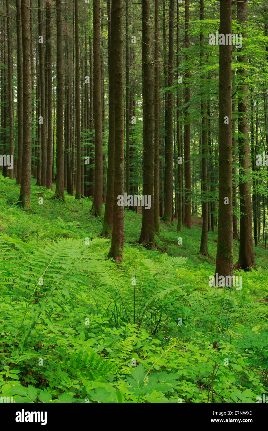 Fichte detail -Fotos und -Bildmaterial in hoher Auflösung – Alamy