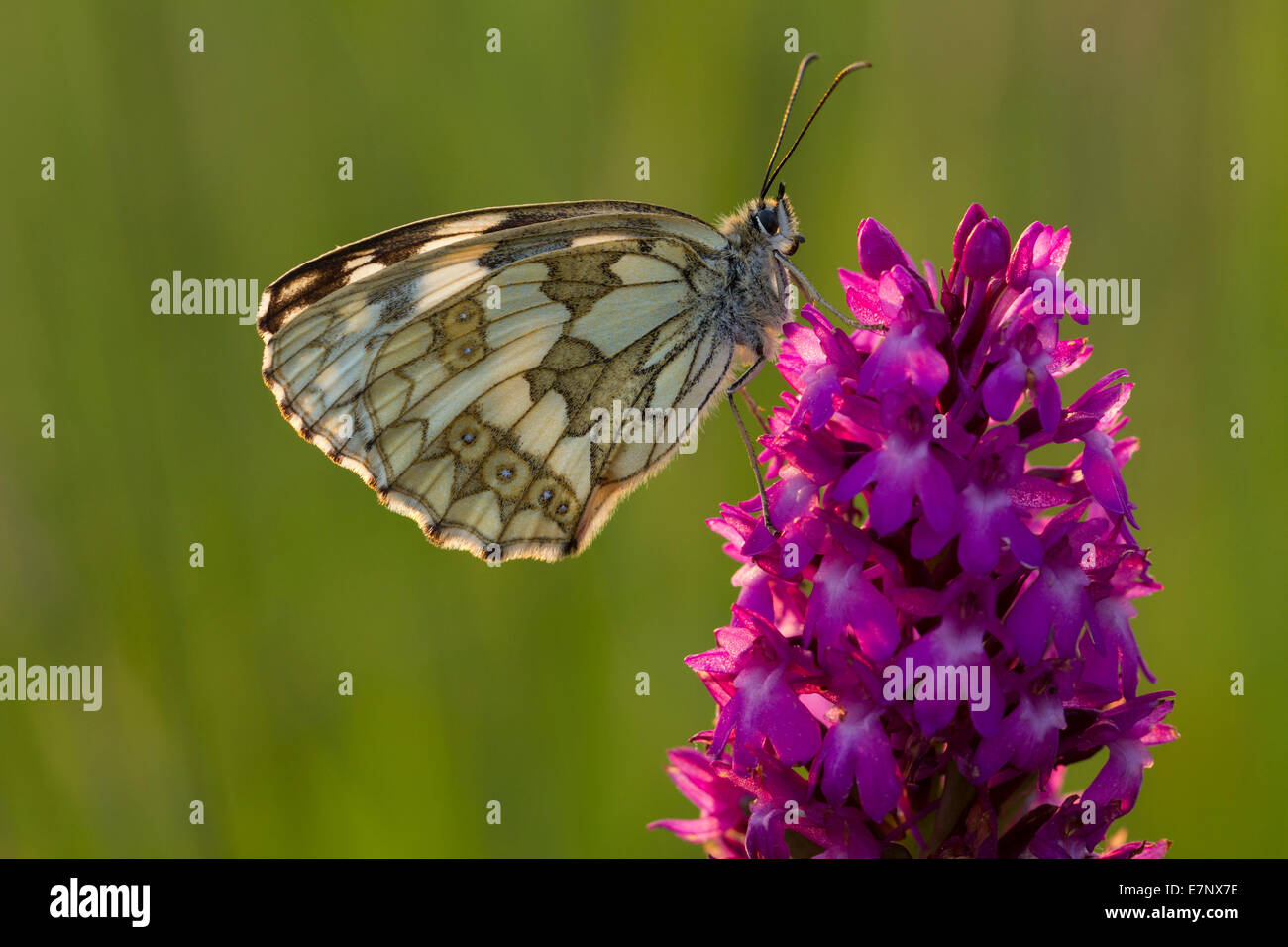 Tier, Insekten, Schmetterling, Lepidoptera, Schachbrettfalter ...