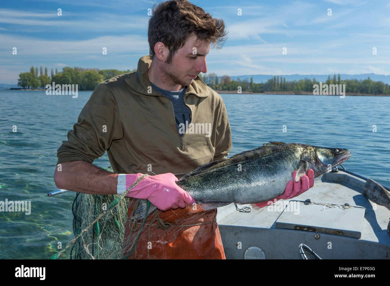 Fisch kein model release -Fotos und -Bildmaterial in hoher Auflösung ...