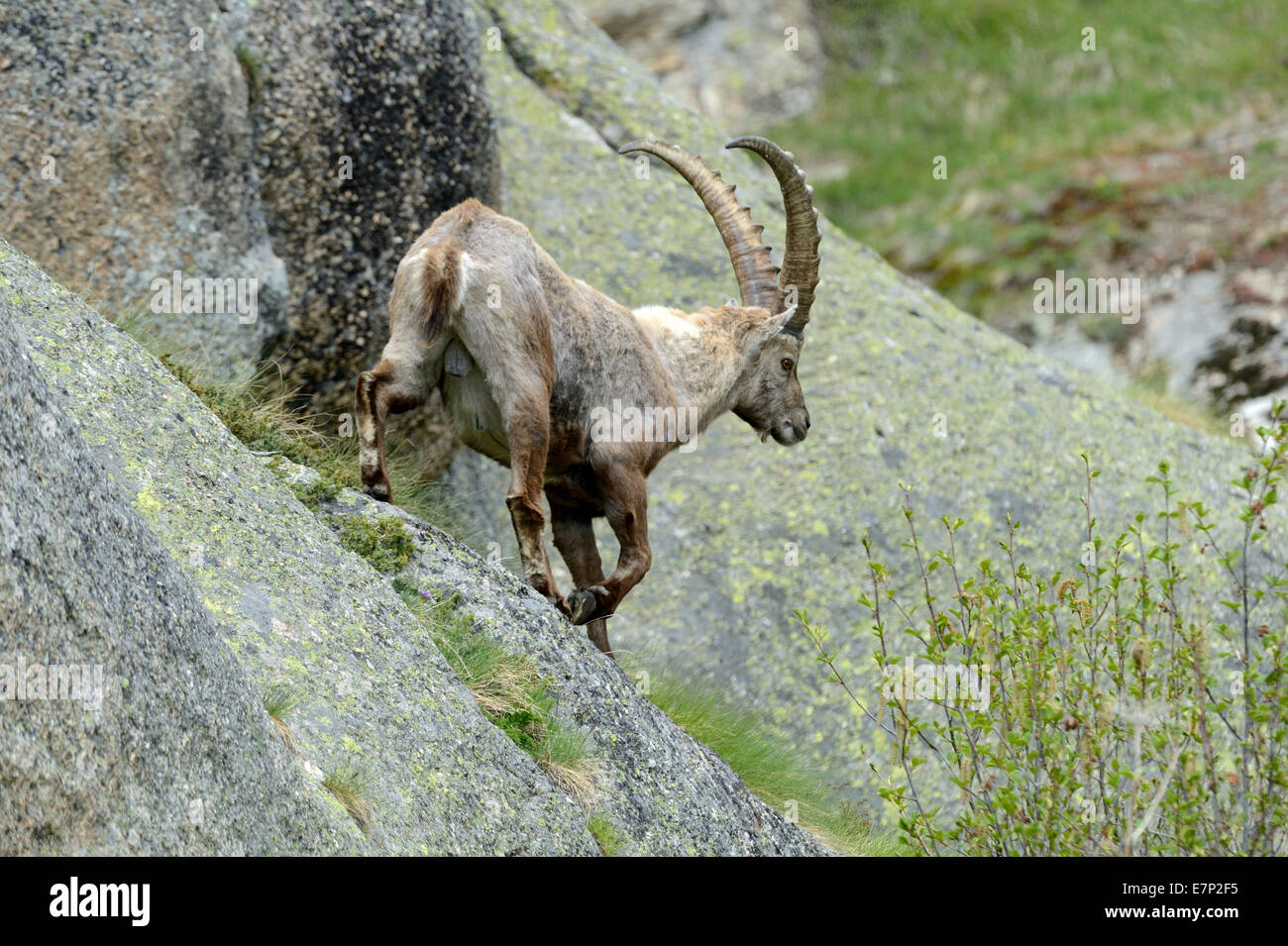 Steinbock, Steinbock, Nanny Bergziege, Klauentieren Tier, Hörner ...