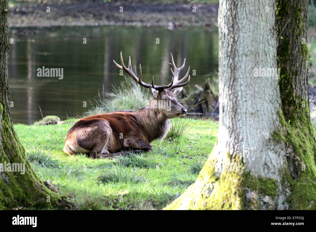 Rothirsch, Geweih, Cervid, Cervus Elaphus, Hirsch, Hirsche, Herbst ...