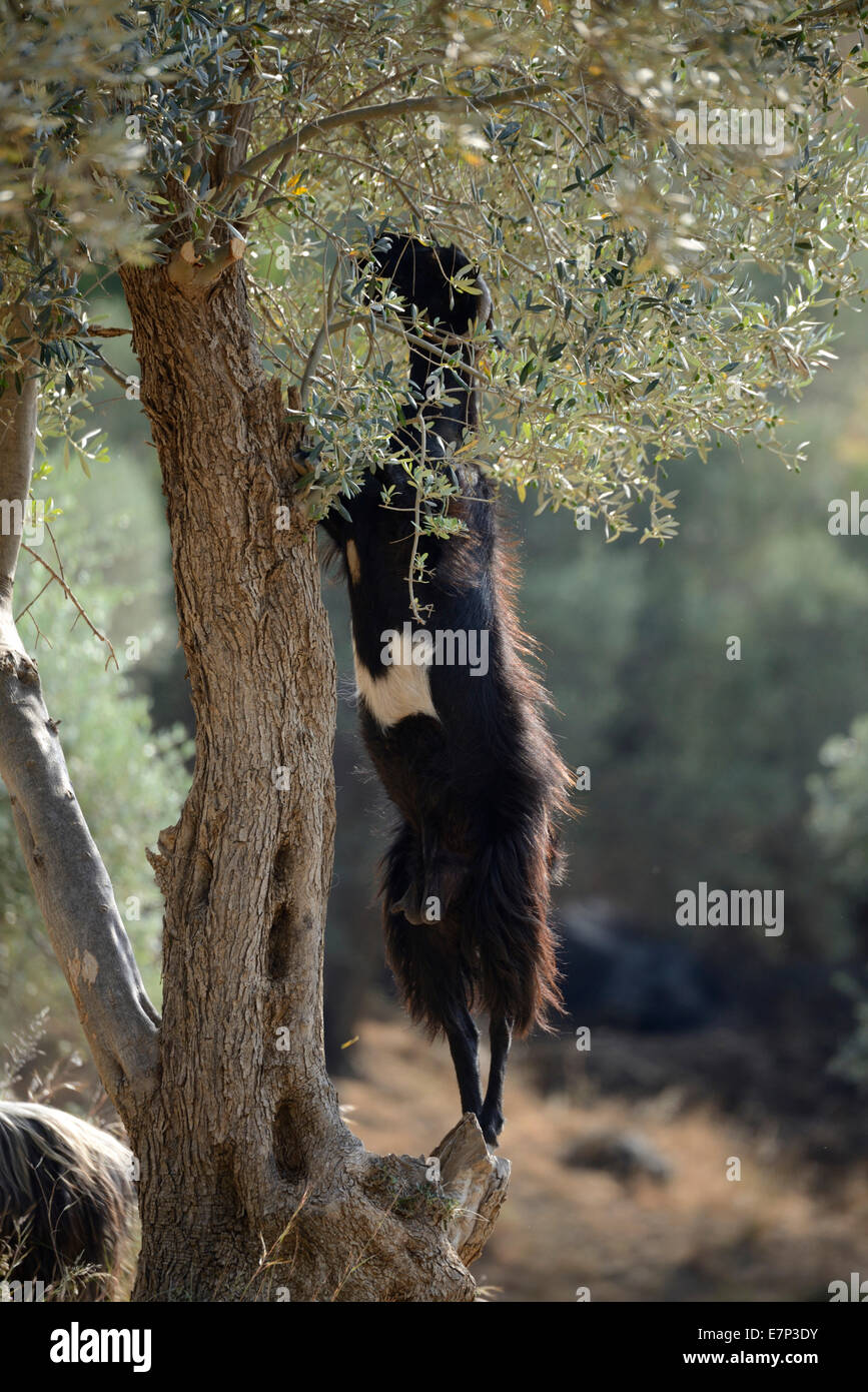 Europa, Griechenland, Griechisch, Kreta, Mittelmeer, Insel, Rogdia ...