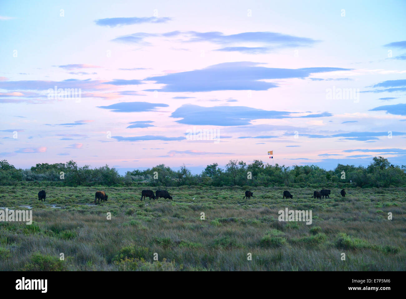 Feuchtgebiet tiere -Fotos und -Bildmaterial in hoher Auflösung – Alamy