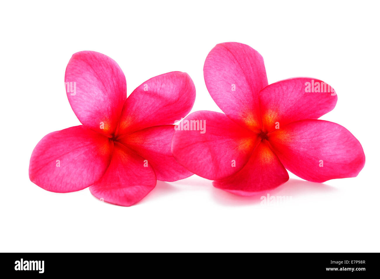 Red Frangipani Stockfotos und -bilder Kaufen - Alamy