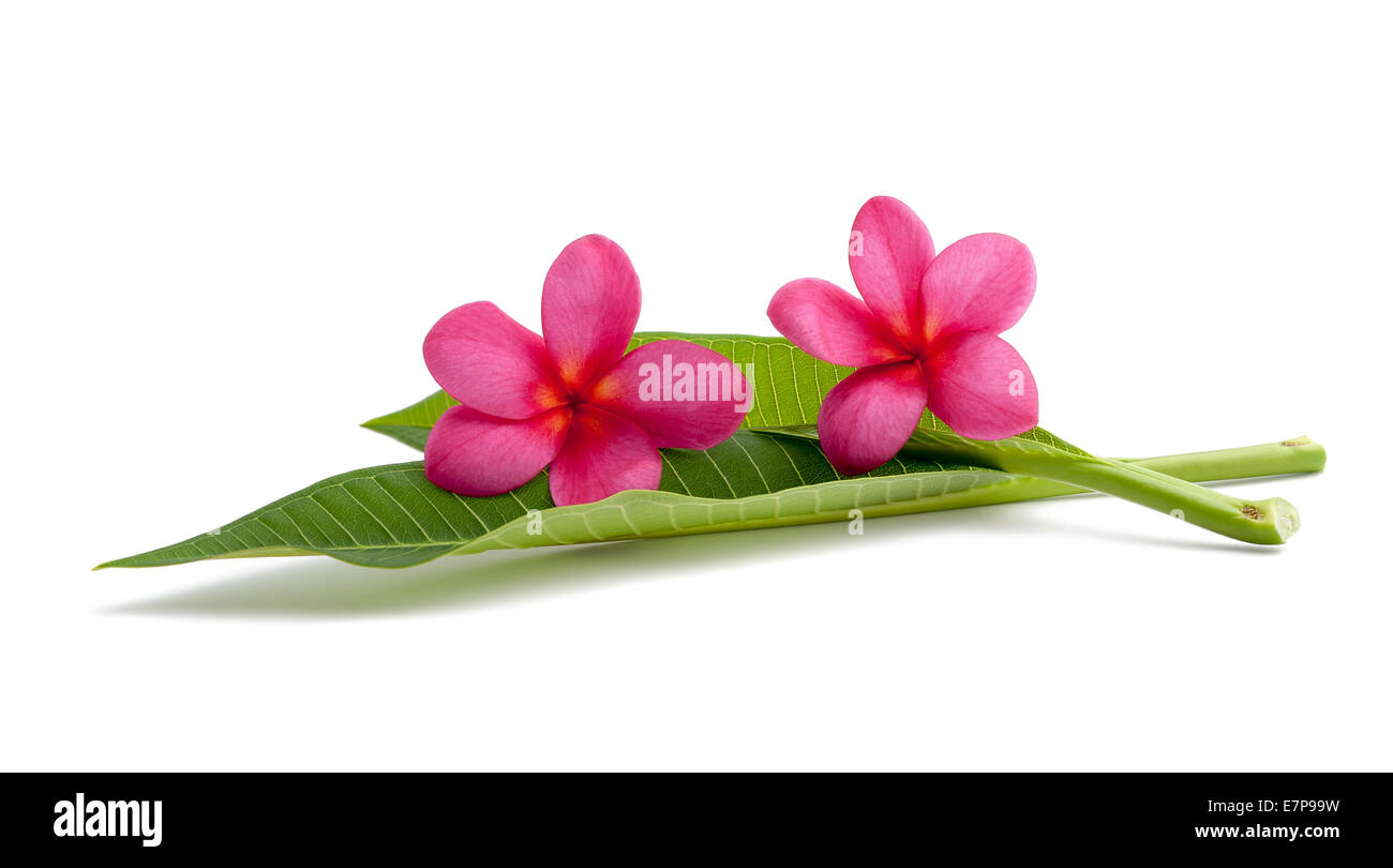 Red frangipani -Fotos und -Bildmaterial in hoher Auflösung – Alamy