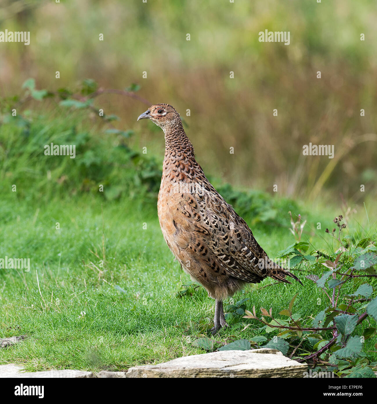 Wilder fasan uk -Fotos und -Bildmaterial in hoher Auflösung – Alamy