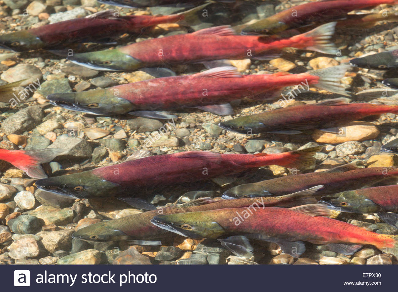 Fisch Laichender See Stockfotos und -bilder Kaufen - Alamy