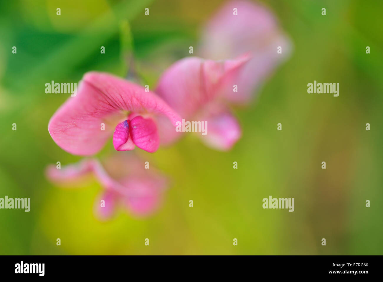 Gemeine gartenerbse pisum sativum Stockfotos und -bilder Kaufen - Alamy