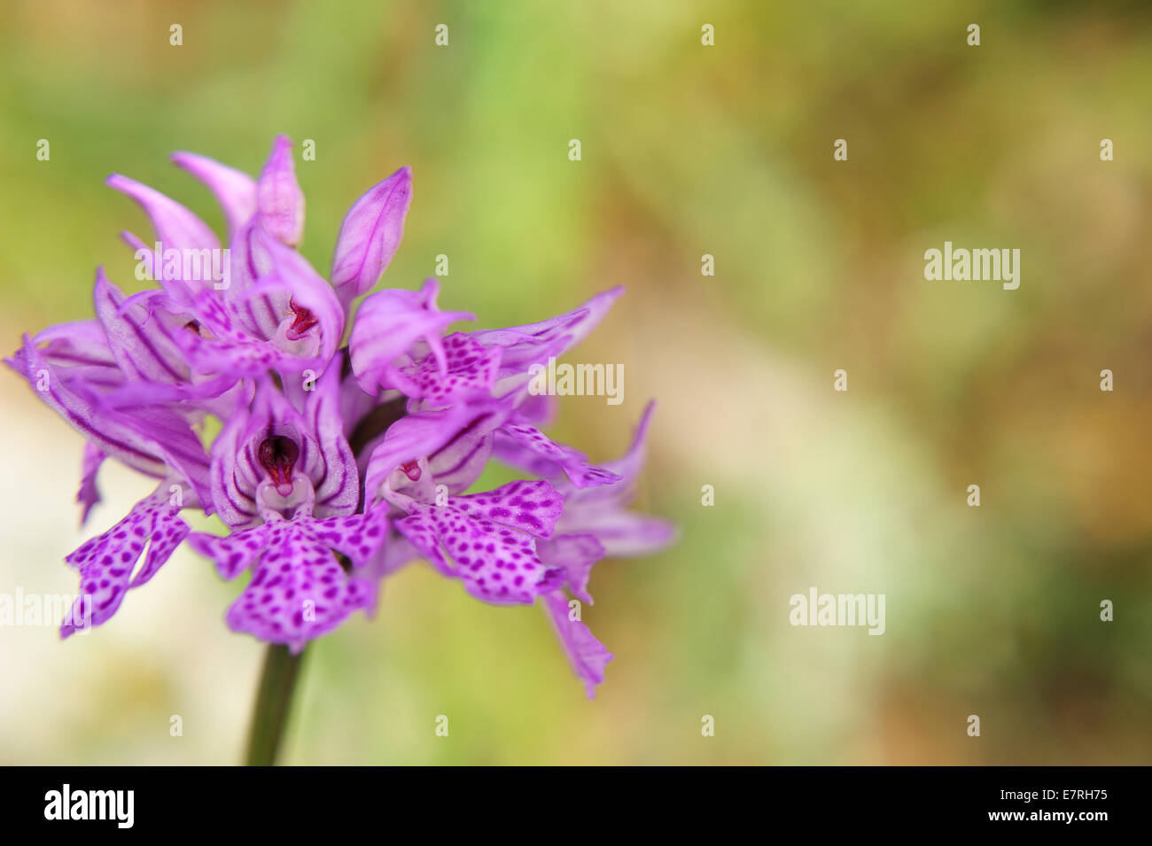 Wilde orchidee -Fotos und -Bildmaterial in hoher Auflösung – Alamy