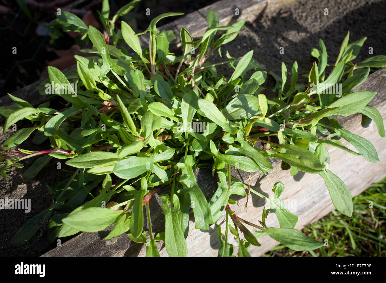 Sauerampfer (Rumex Acetosella) auch bekannt als rote Sauerampfer, Feld ...