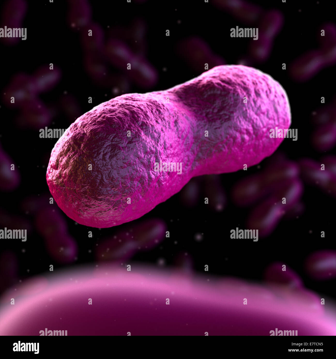 Yersinia Pestis - Pest Stockfotografie - Alamy