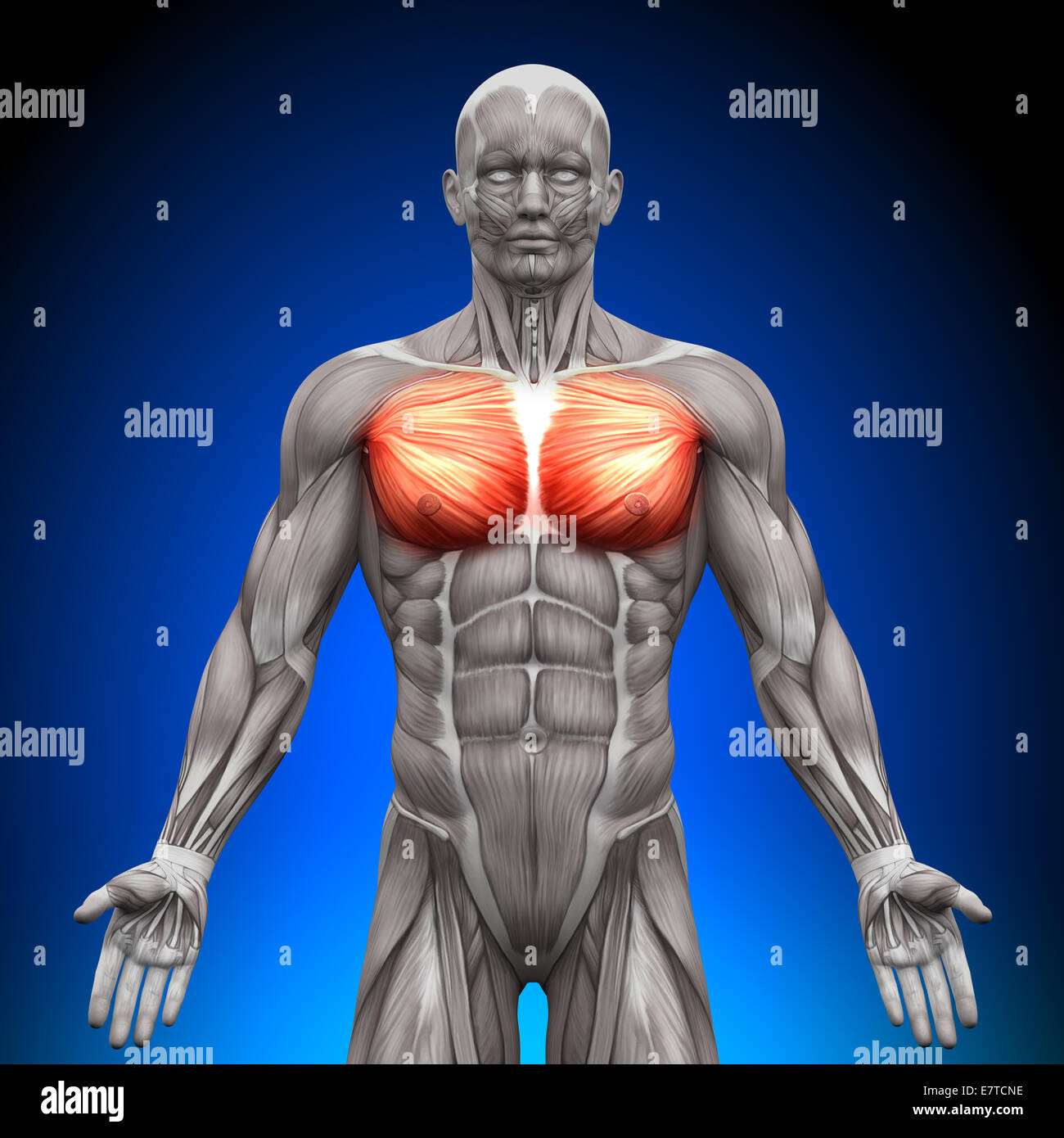 Brust / Pectoralis Major / Pectoralis Minor - Anatomie Muskeln ...