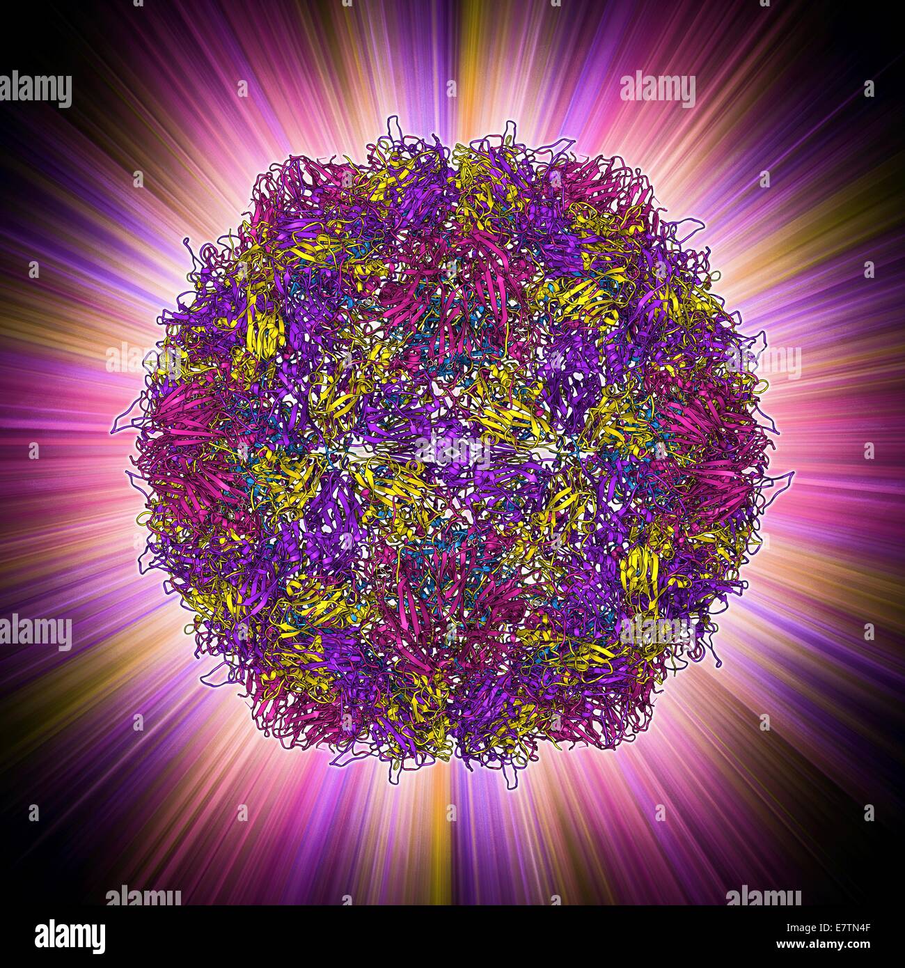 Polio virus model -Fotos und -Bildmaterial in hoher Auflösung – Alamy