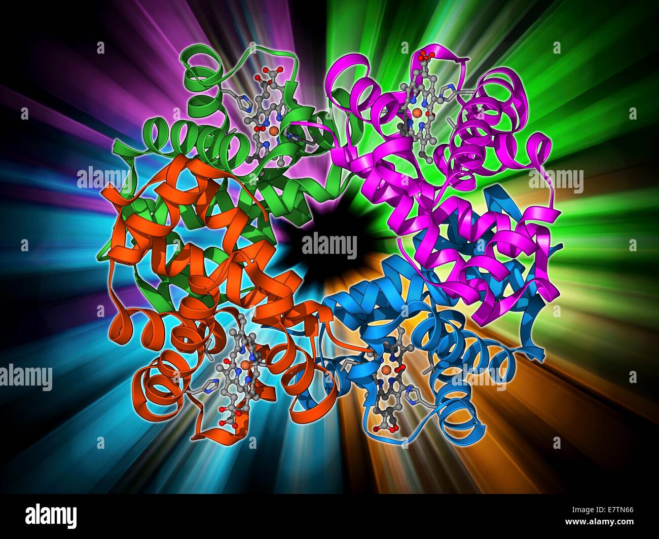Hämoglobin, Molekülmodell. Hämoglobin ist ein Metalloprotein, die ...