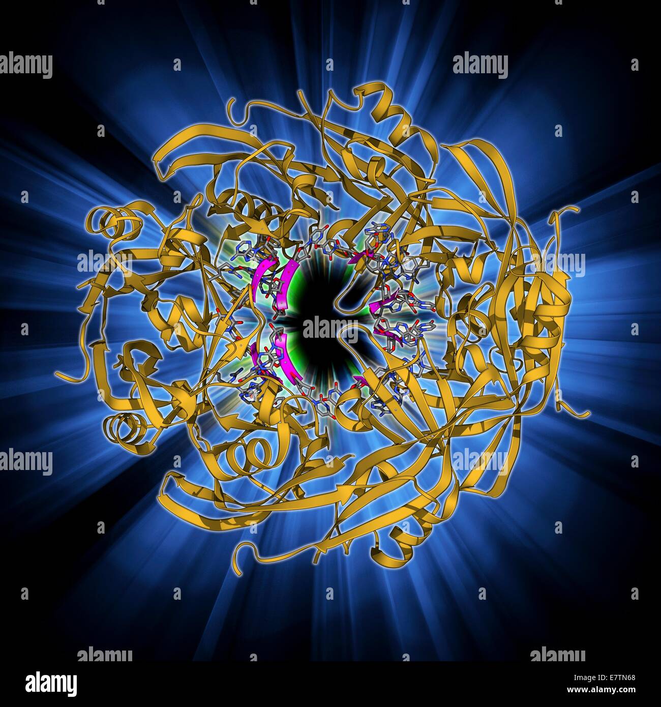 Ebola-Matrix-Protein. Molekülmodell des Ebola-Virus Matrix Proteins ...