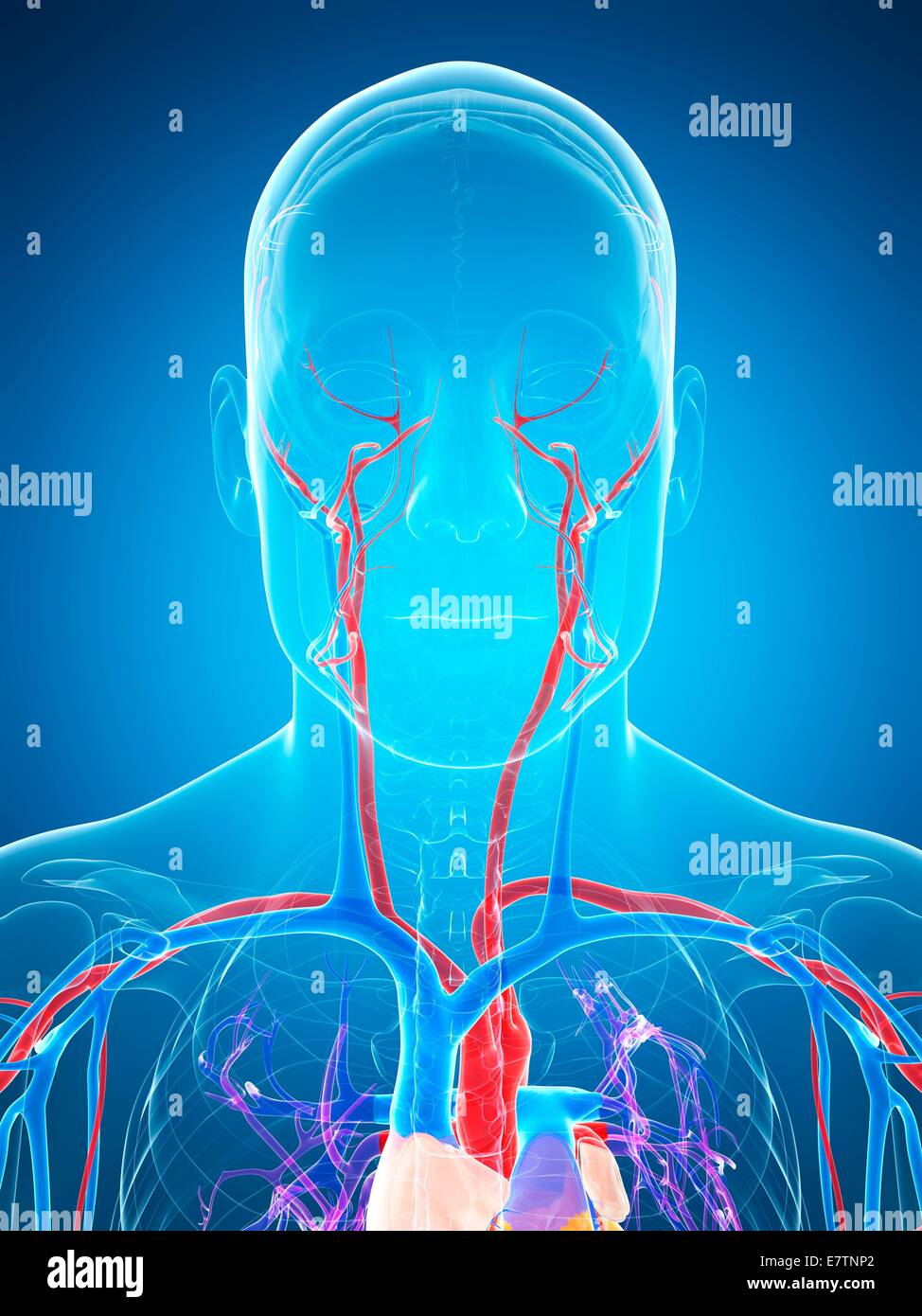 Human Head Arteries Computer Artwork Stockfotos und -bilder Kaufen - Alamy