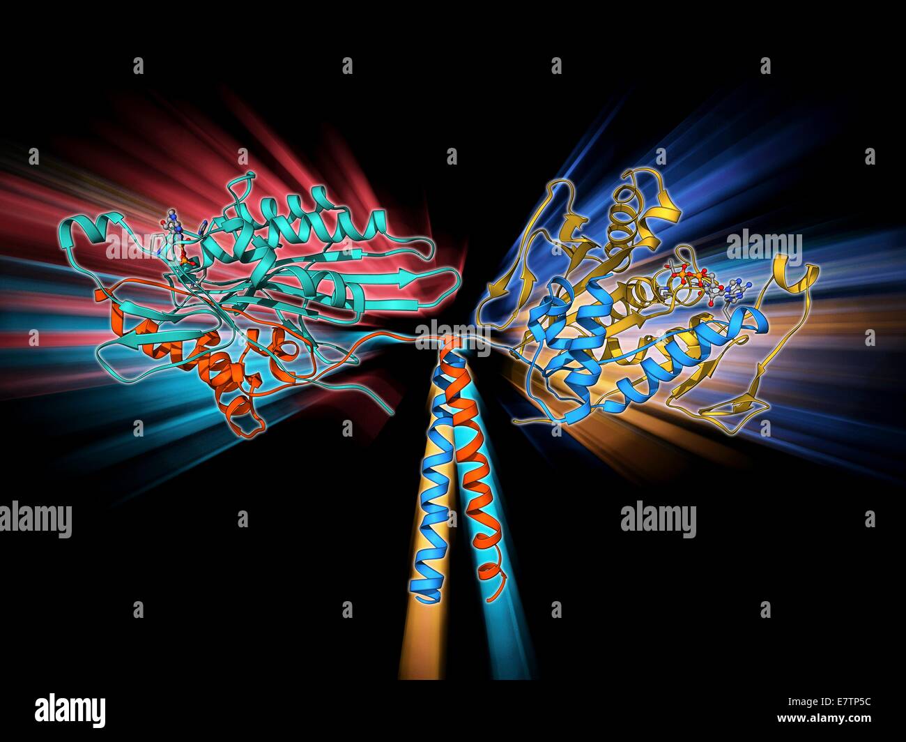 Microtubules motor -Fotos und -Bildmaterial in hoher Auflösung – Alamy