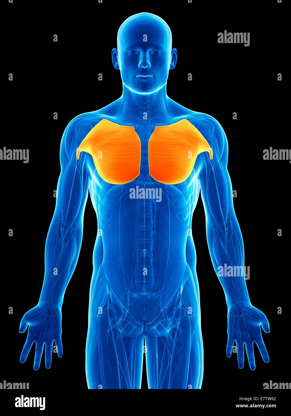 Menschlichen Brustmuskulatur, Computer-Grafik Stockfotografie - Alamy