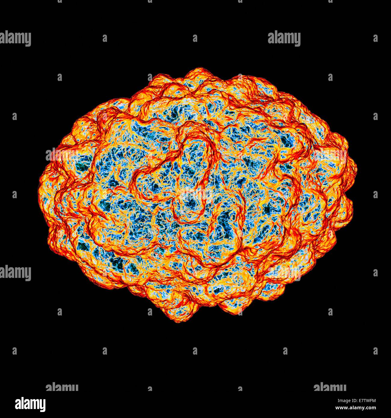 Smallpox virus -Fotos und -Bildmaterial in hoher Auflösung – Alamy