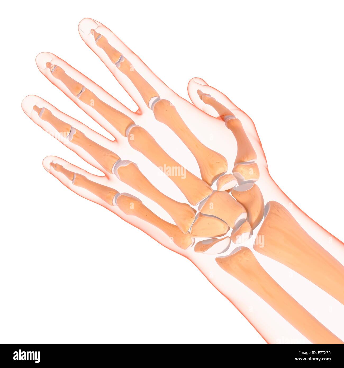 Menschliche Hand Anatomie, Computer-Grafik Stockfotografie - Alamy