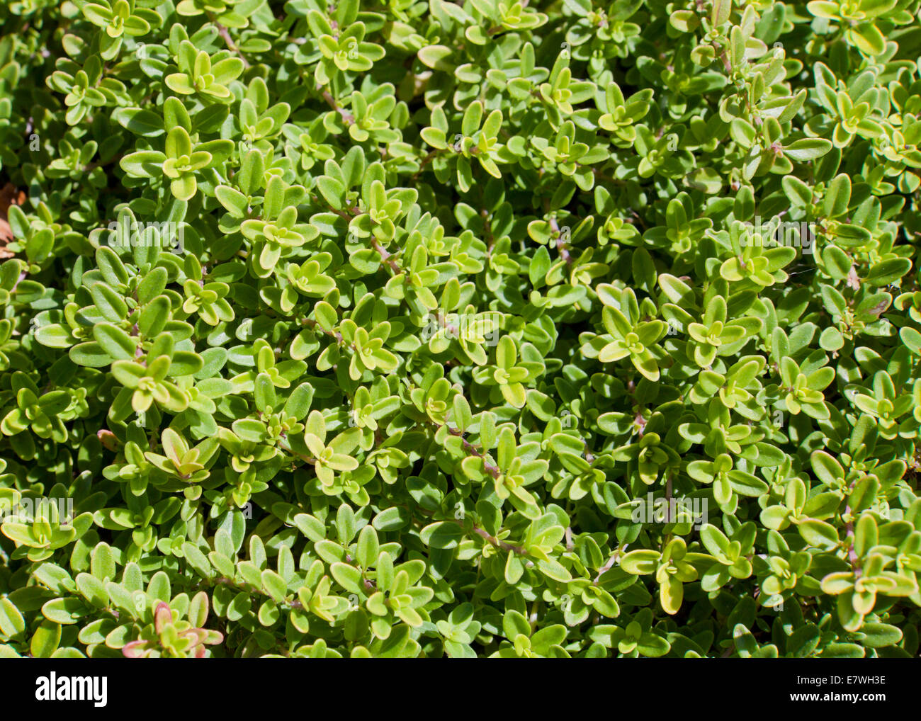 Breckland Thymian, aka wilder Thymian, schleichende Thymian ...