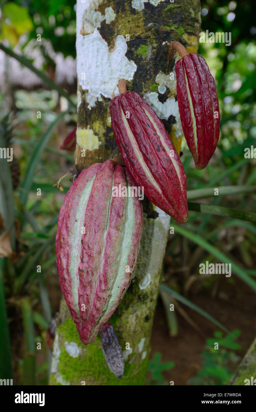 Rote Früchte auf Kakao-Baum (Theobroma Cacao), Bali, Indonesien ...