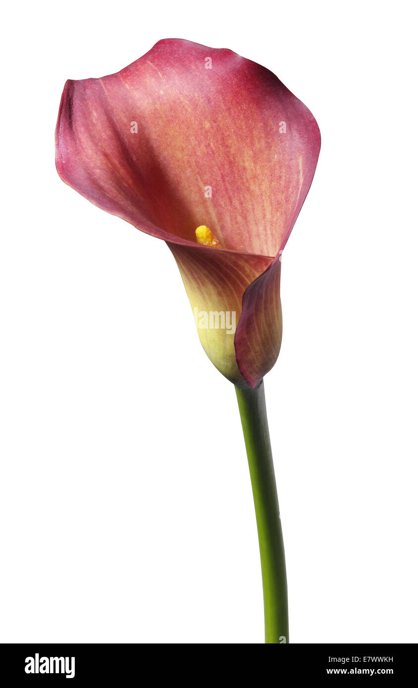 Calla background Ausgeschnittene Stockfotos und -bilder - Alamy