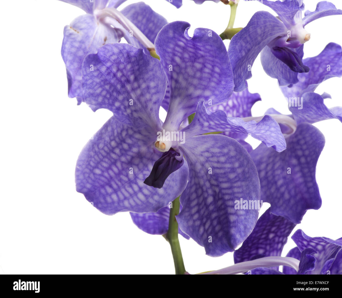Orchidea vanda -Fotos und -Bildmaterial in hoher Auflösung – Alamy