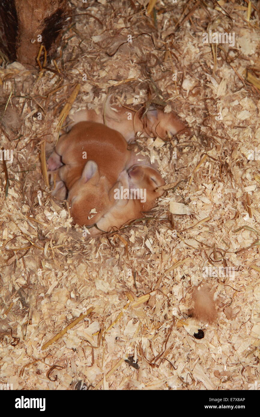 Kaninchen nest -Fotos und -Bildmaterial in hoher Auflösung – Alamy