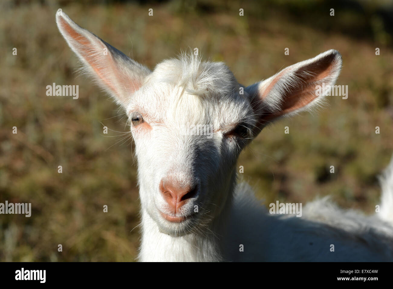 Ziege, die in kamera schaut Stockfotos und -bilder Kaufen - Alamy