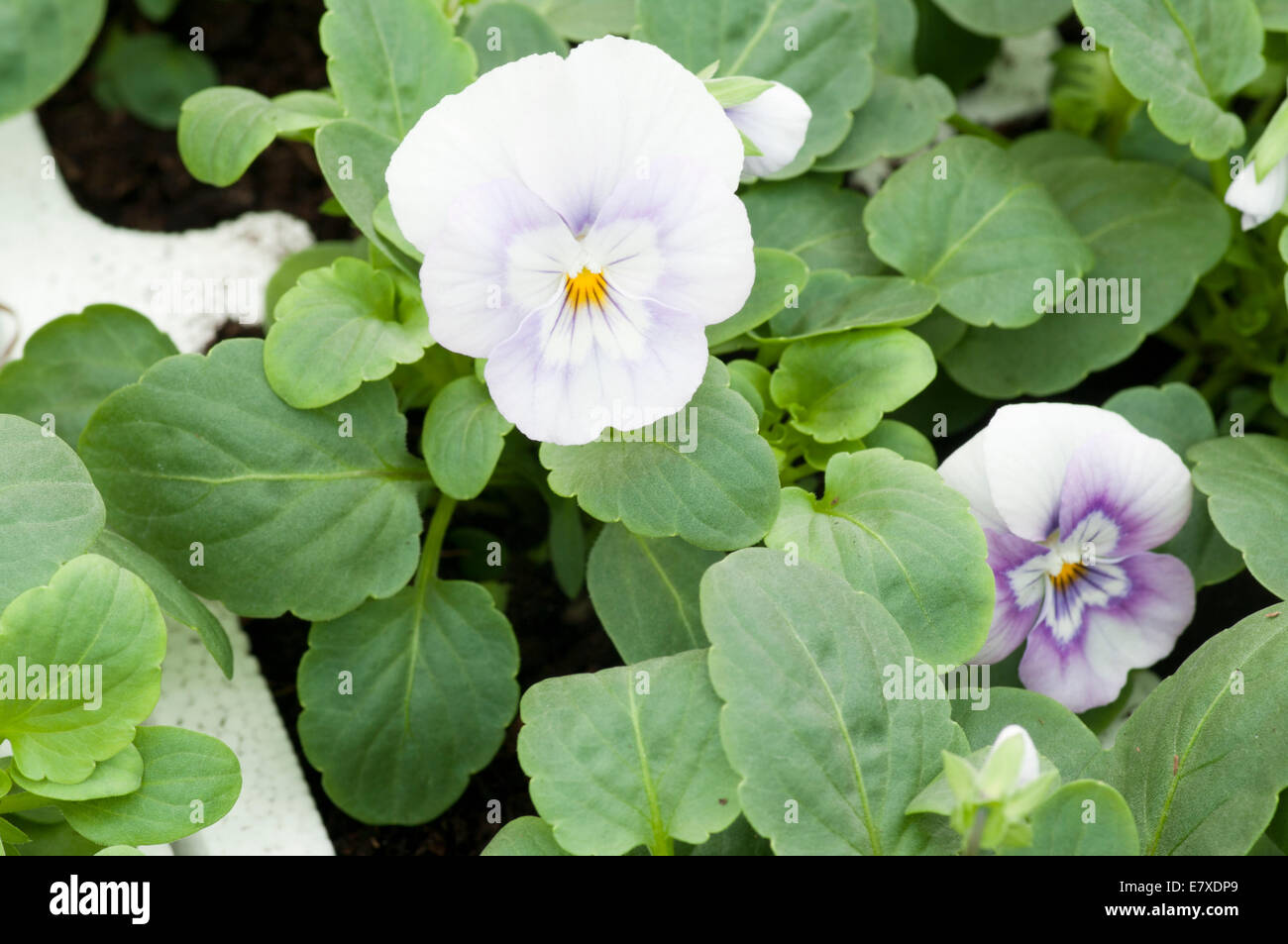Rosa halo -Fotos und -Bildmaterial in hoher Auflösung – Alamy