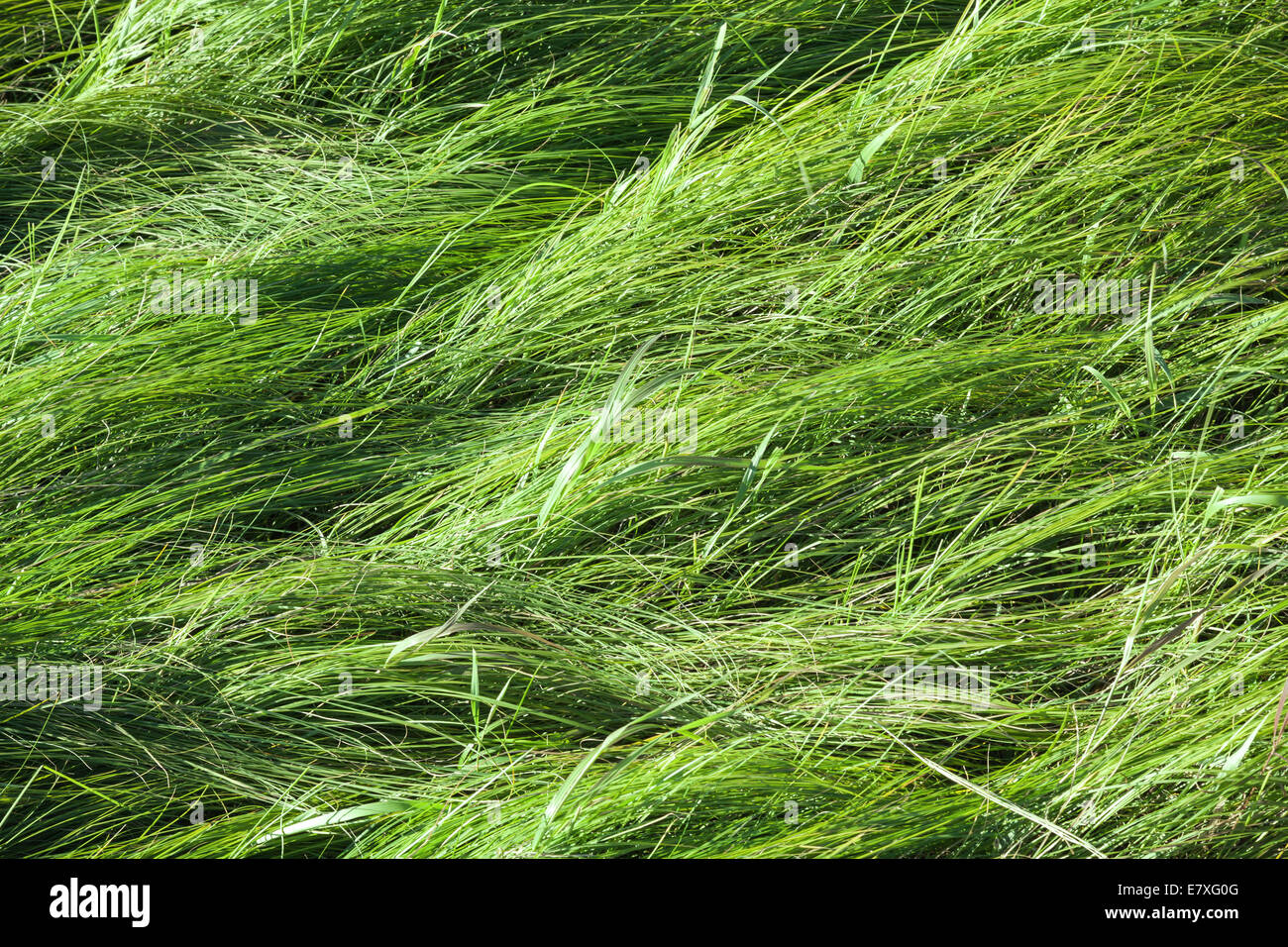 Welliges wiesengras -Fotos und -Bildmaterial in hoher Auflösung – Alamy