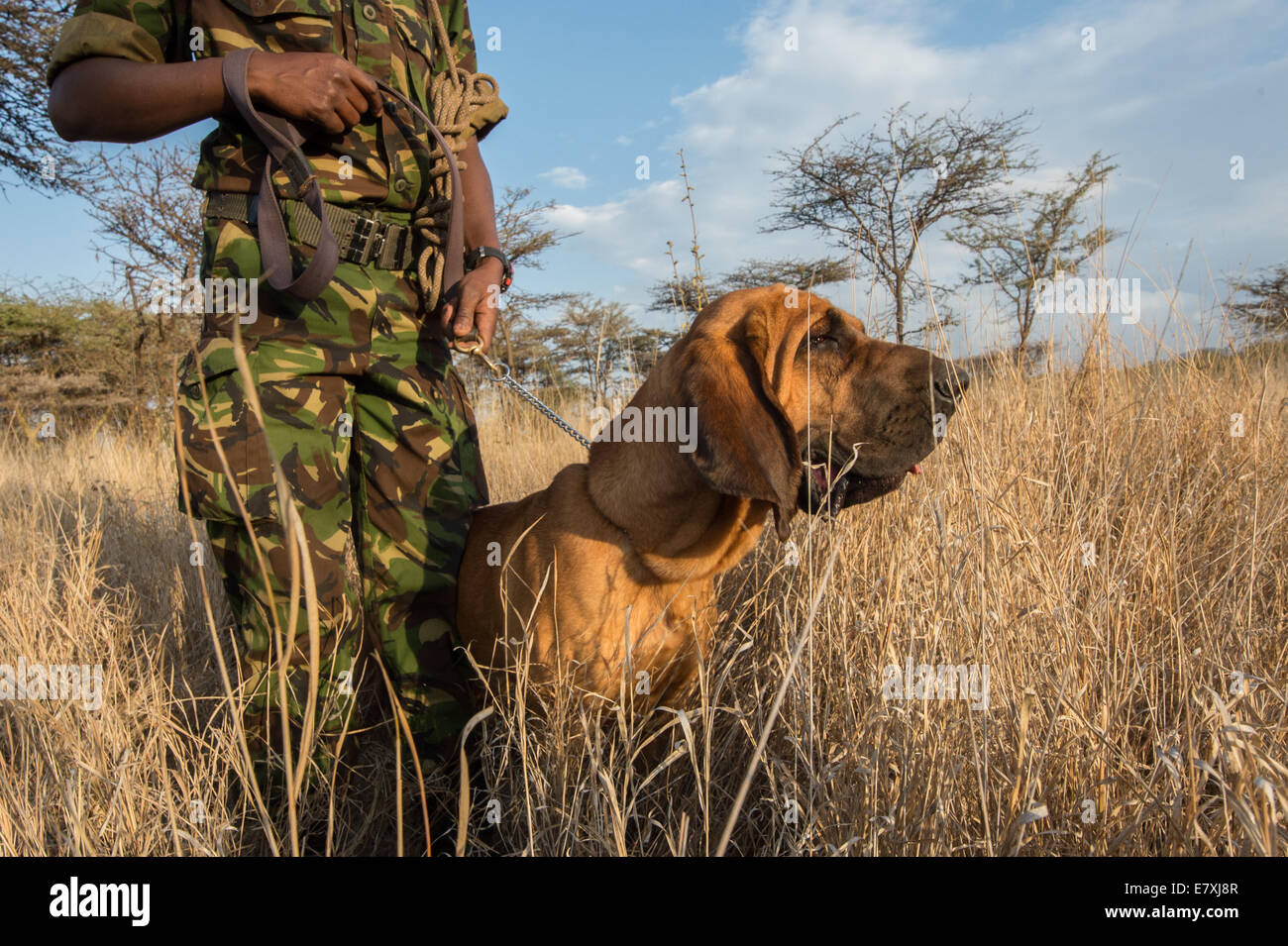 Eine Antipoaching Patrouille bei Lewa Wildlife Conservancy. Hundeführer ...