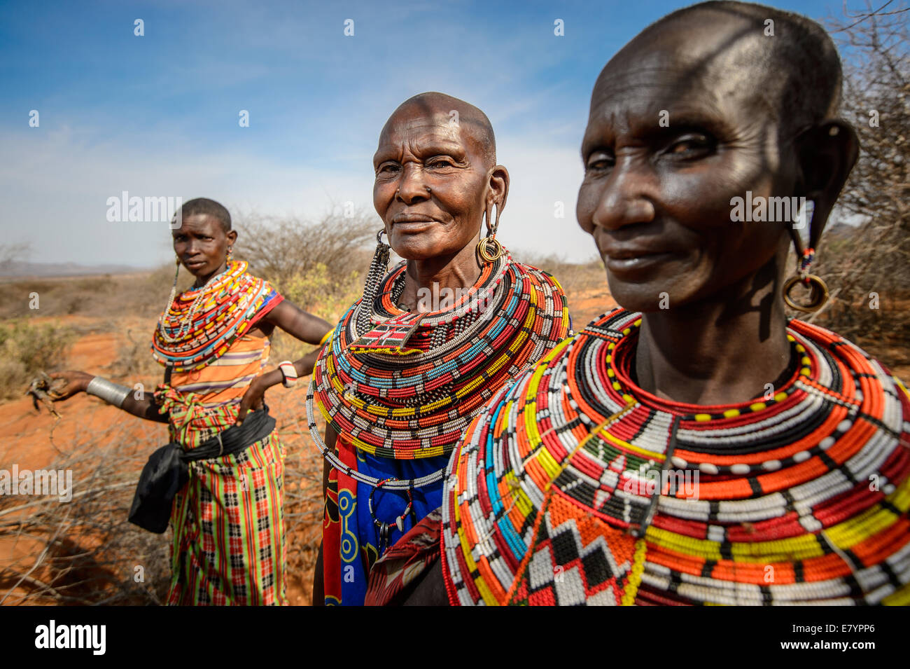 Samburu Frauen hacken bei West Gate Conservancy in Nordkenia Acacia ...
