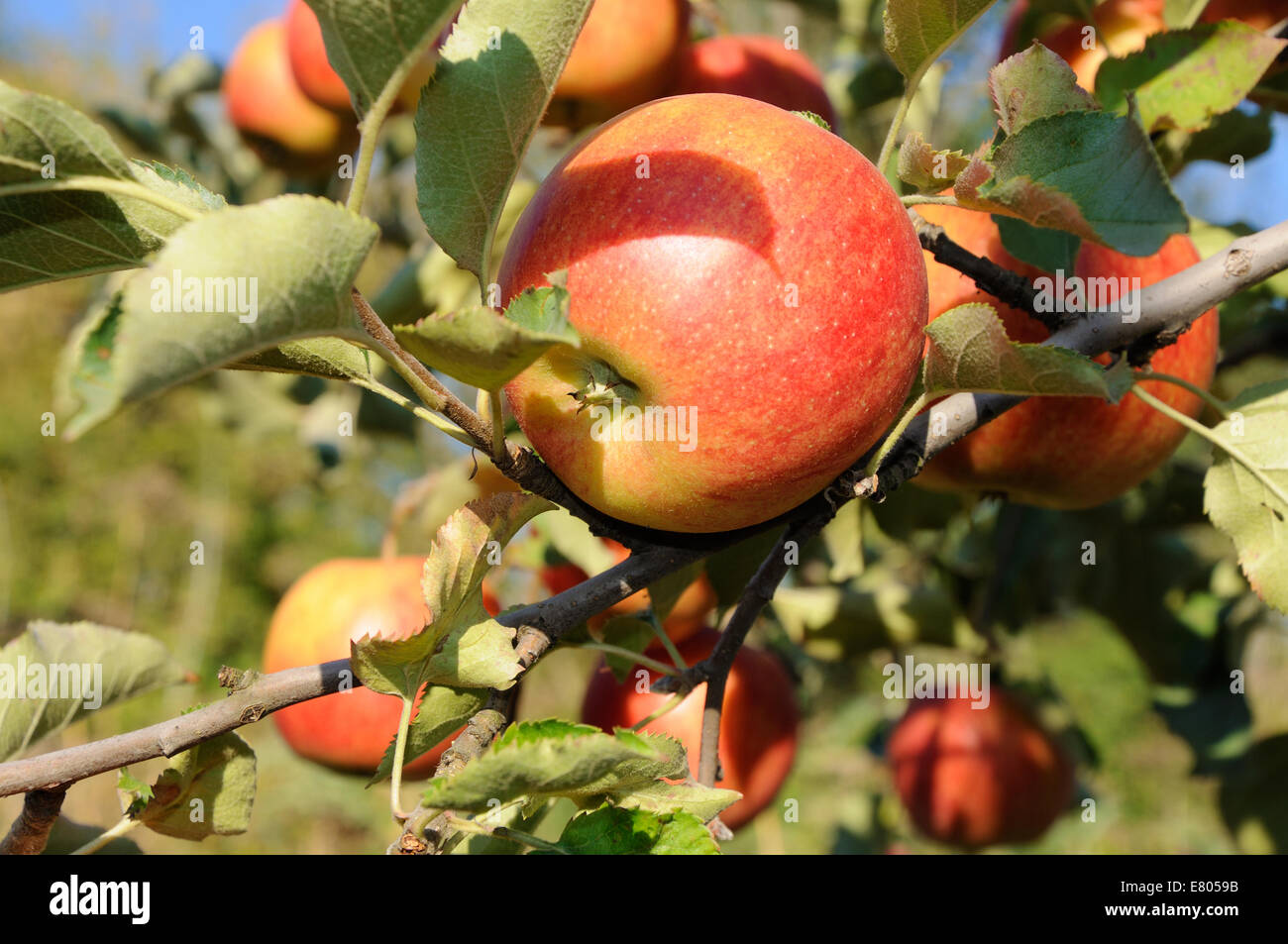 Roter apfelgarten -Fotos und -Bildmaterial in hoher Auflösung – Alamy
