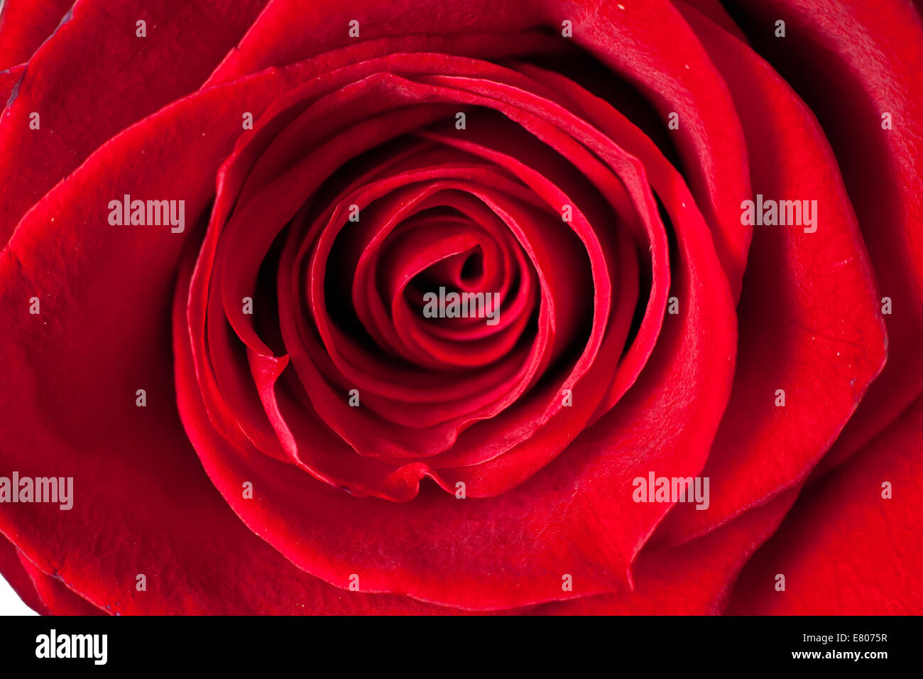 Makellose rosen -Fotos und -Bildmaterial in hoher Auflösung – Alamy